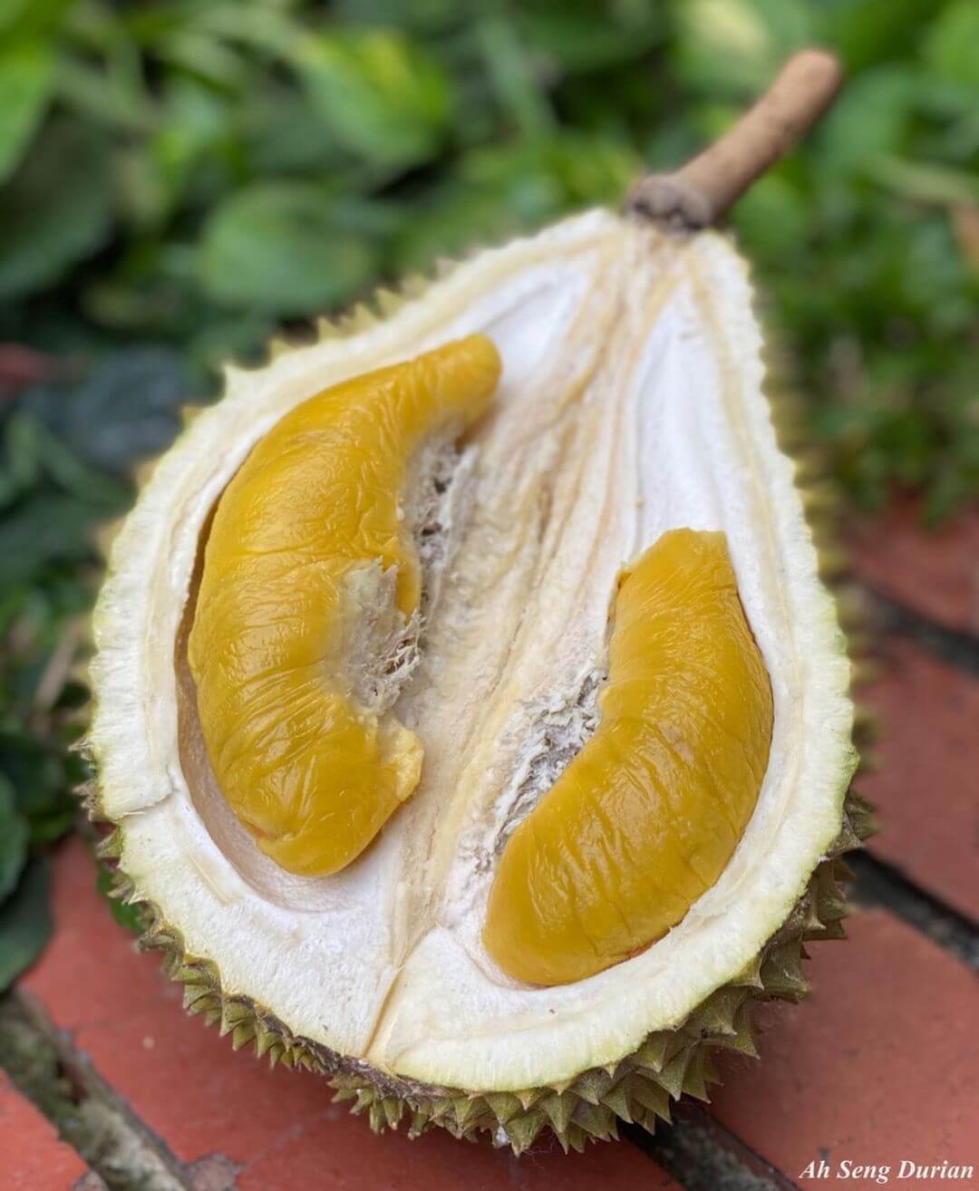 19 Types of Durian Singapore 2024 | Choose Your Favourite Durian Taste
